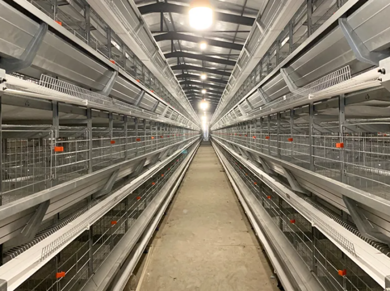 Difference between deep litter system and battery cage system – Chicken ...