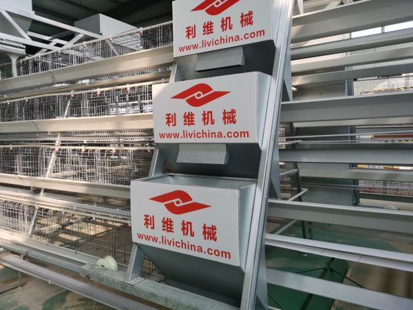 What is the fastest way to increase broiler chickens weight? – Chicken ...