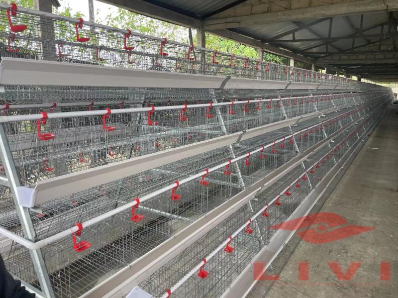 Affordable laying hen cages in Kenya for poultry farmer – Chicken ...