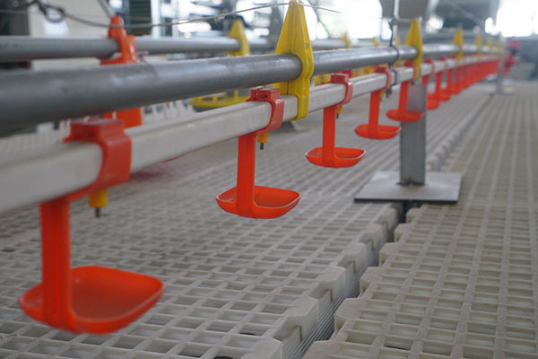 poultry drinking water line is a crucial component of poultry farming ...