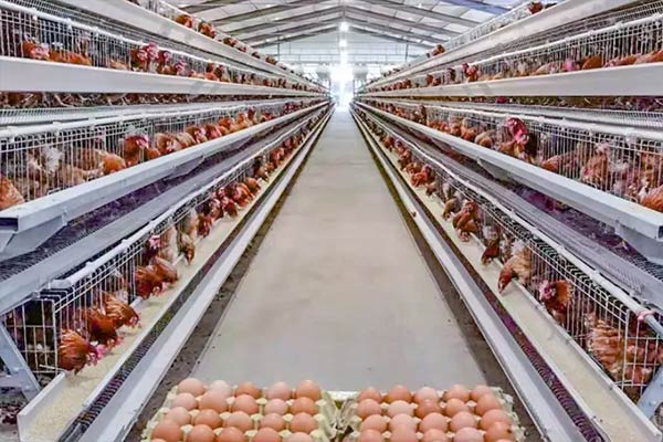 Affordable chicken cages in for sale Kenya – Chicken Raising Technology