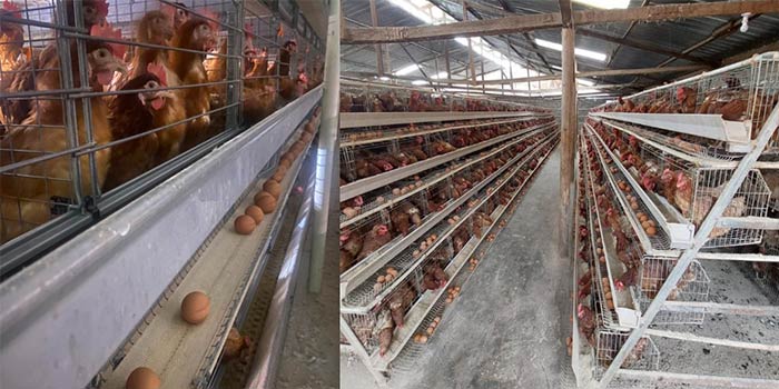 Affordable chicken cages in for sale Kenya – Chicken Raising Technology