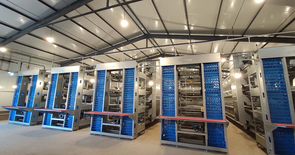 How to Raise Layer Chickens More Efficiently: The Advantages of Battery ...