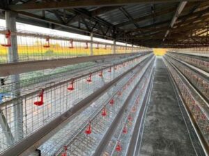 How to Design and Manage Chicken Cages to Maximize Farming Efficiency ...